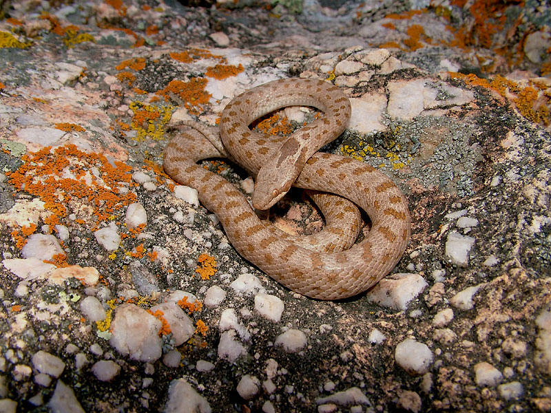 Yes! sweet success and a strange wild color morph - Field Herp Forum